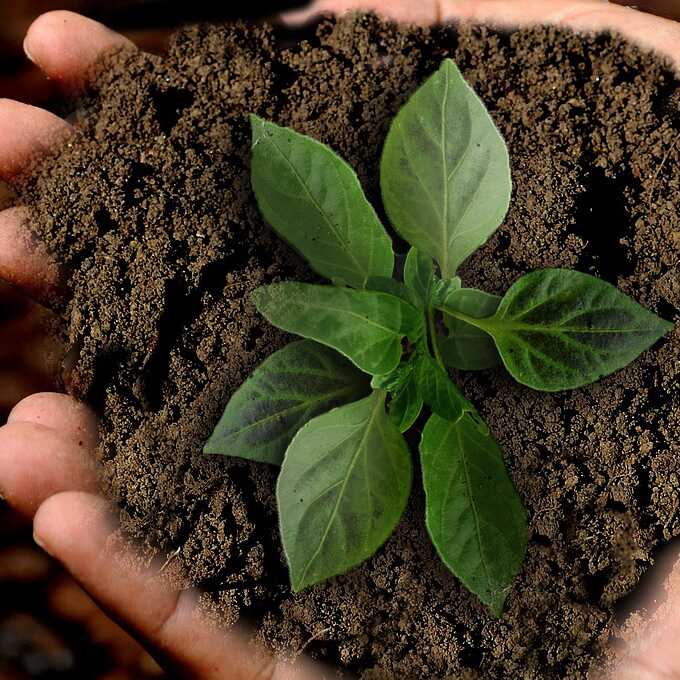 „Food“: Typisches Essen in Deutschland - Deutschstunde Portal - Goethe ...