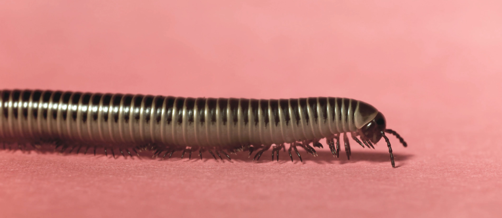 Millipede Walk - Science Film Festival - Knowledge Through ...