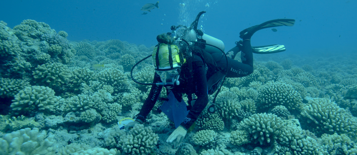 Reef Rescue - Science Film Festival - Knowledge Through Entertainment ...
