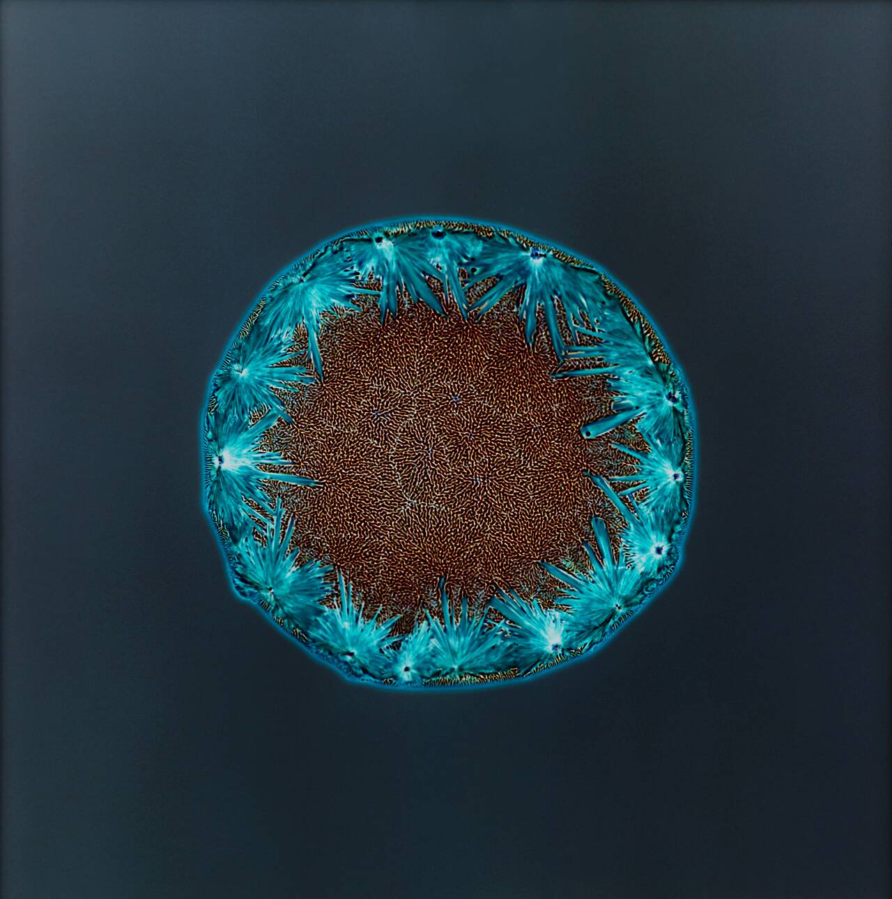 Sarah Schönfeld All you can feel - Goethe-Institut Canada