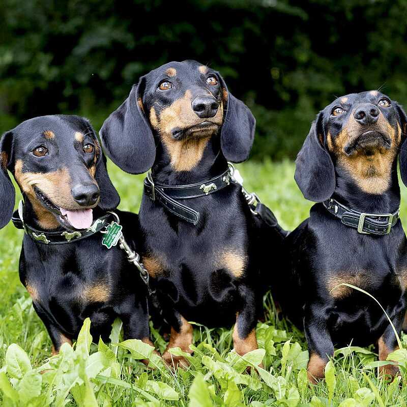 Goethe-Institut Bosna i Hercegovina | Jezik. Kultura. Njemačka