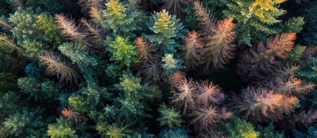 Die Geschichte des Waldes: Mythos „Deutscher Wald“ - Das ...