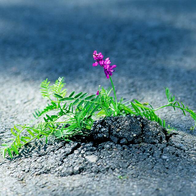 Was ist Resilienz? - Kalender 2026 - Goethe-Institut