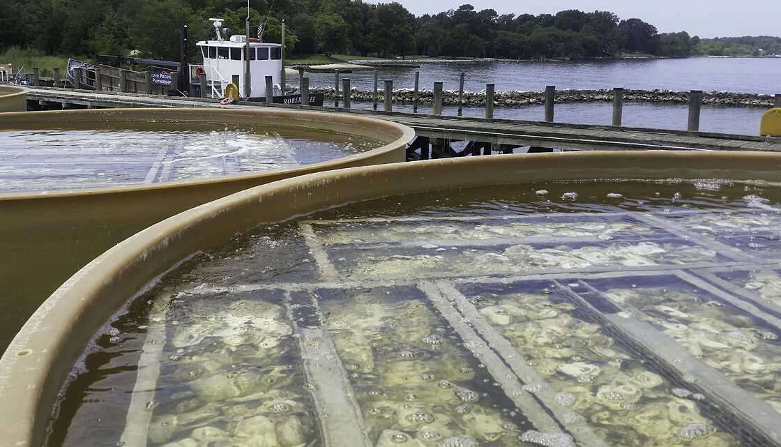 Oyster Farming - Magazine - Goethe-Institut USA