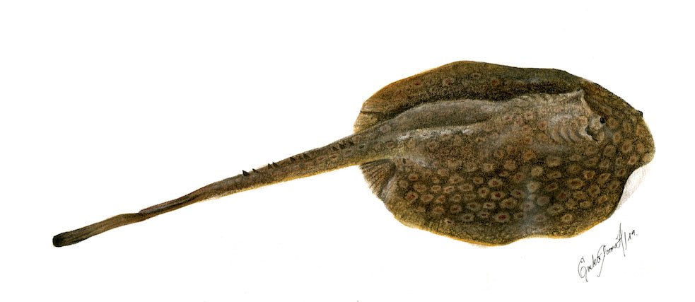 Ida y regreso - Goethe-Institut Mexiko