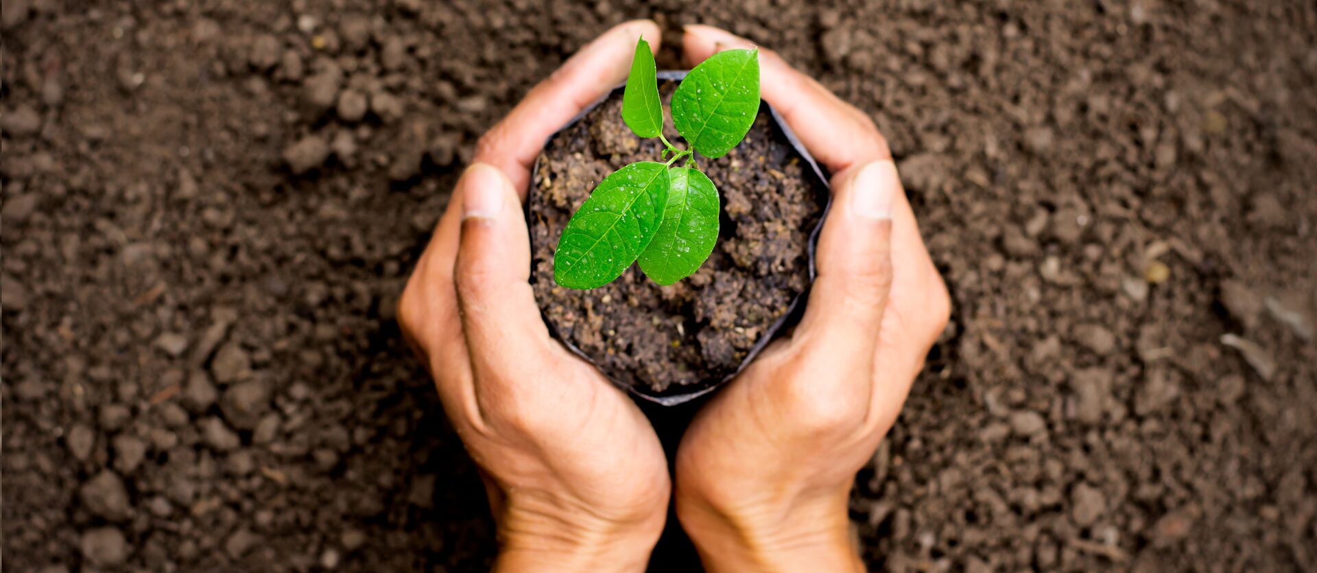 Grün, grüner, Lissabon? - Nachhaltigkeit - Goethe-Institut Belgien