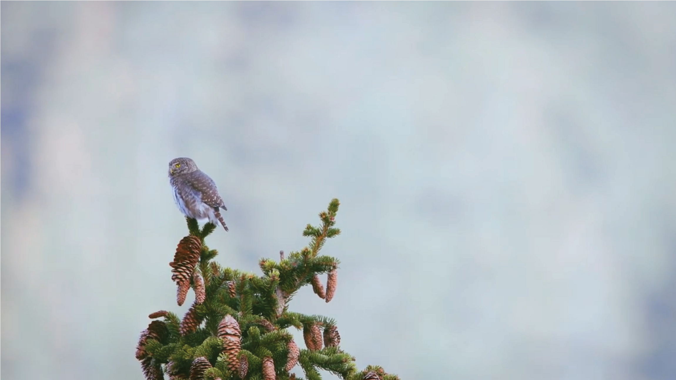 The Bet - Science Film Festival - Knowledge Through Entertainment ...